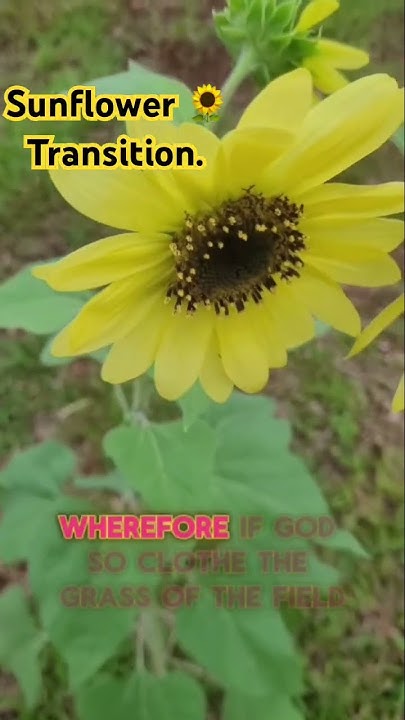 Flowers teach us God is in control #sunflower #sunflowers #sabbath # ...