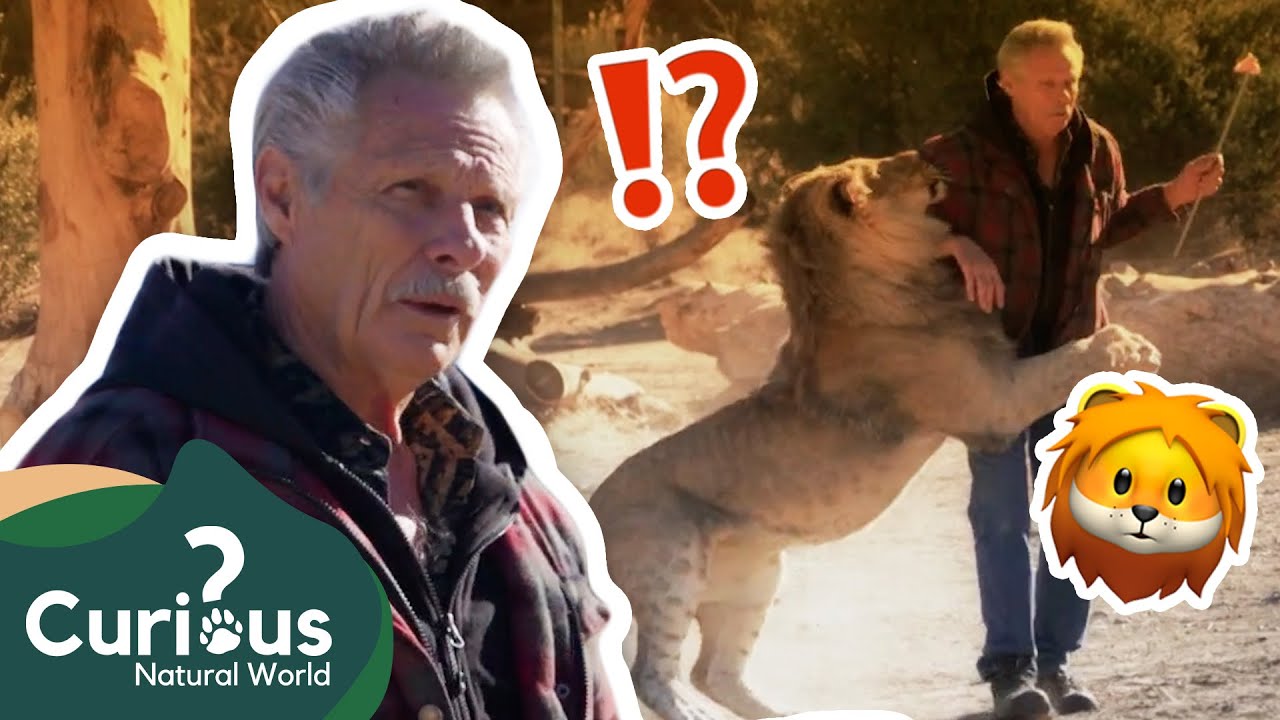 Having A 500 Pound Lion As A PET?! 🤯🦁 | Predator Pets | Curious ...