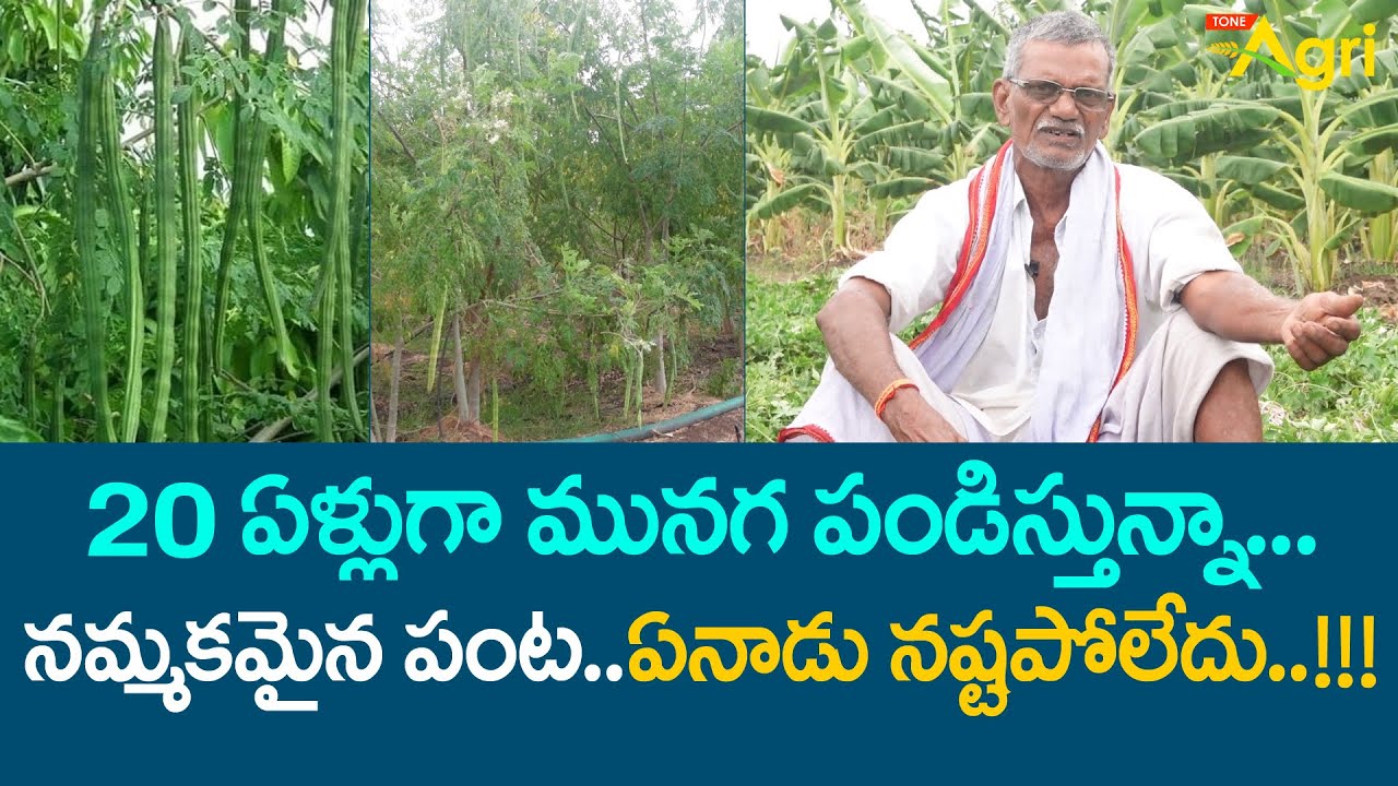 Munaga, Drumstick Farming | 20ఏళ్ళుగా మునగ పండిస్తున్నా నమ్మకమైన పంట ...