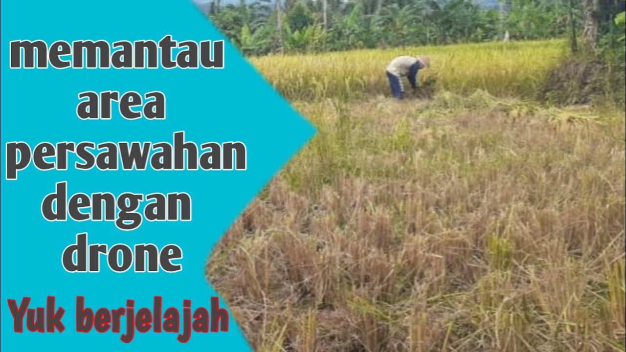 Pemandangan di persawahan - YouTube