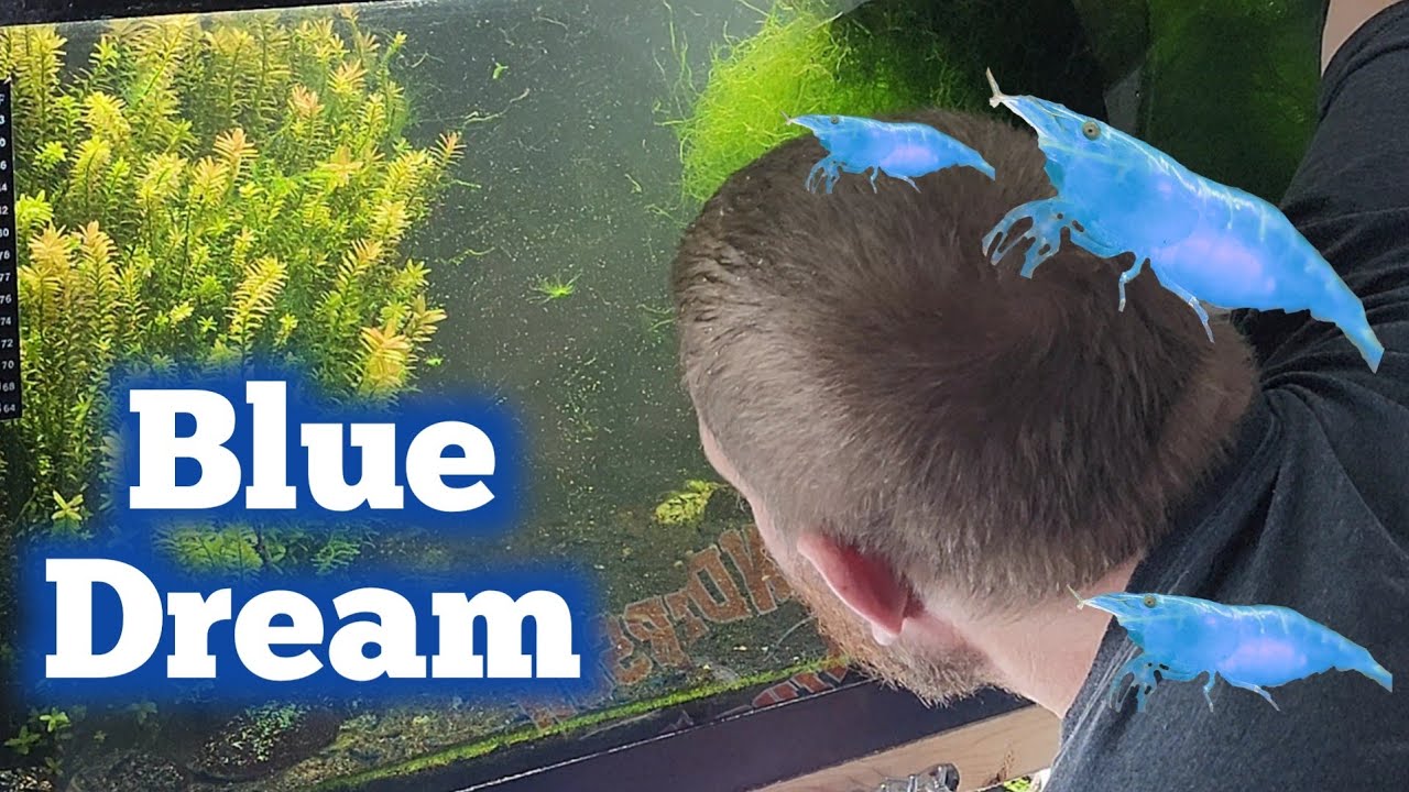 HUGE Blue Dream Shrimp Tank With 1000's of Shrimp - YouTube