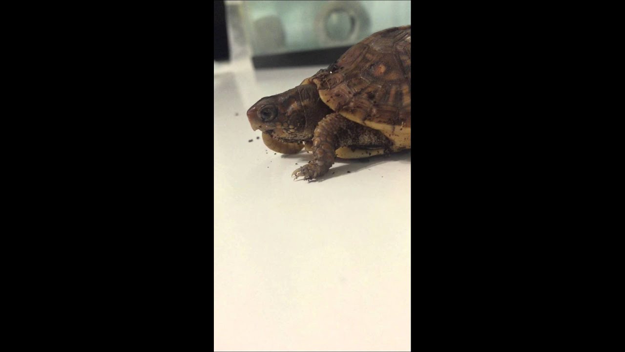 Baby Eastern Box Turtle eating meal worm -Backwater Reptiles Review ...