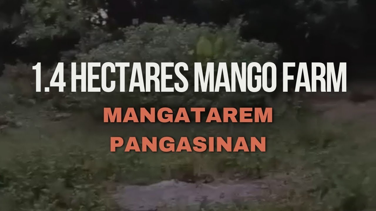 1.4 HECTARES MANGO FARM, 100 MANGO TREES, MANGATAREM, PANGASINAN (Php 6 ...