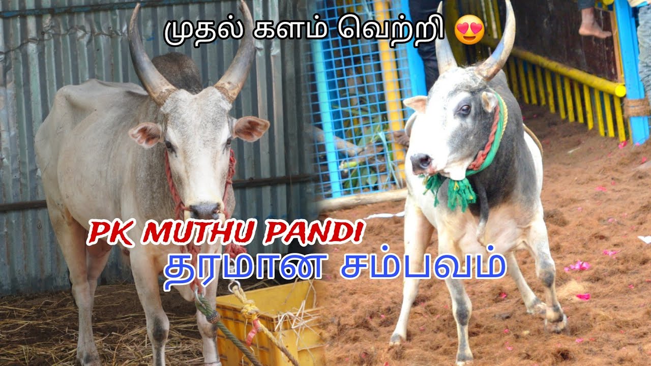 pk muthu pandi 🦅 முதல் களம் வெற்றி Trichy kuruvi groups@paayumkaalai ...