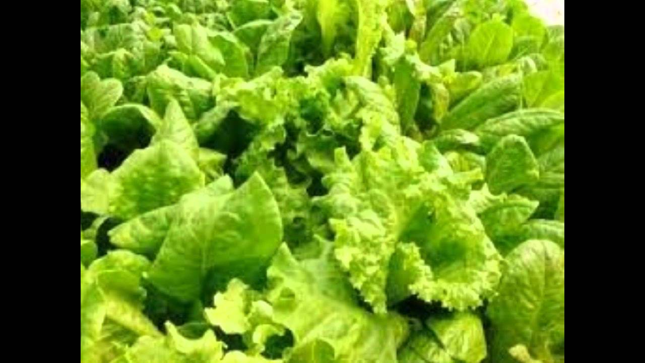 LETTUCE - Mr. Yancey - Rage! - YouTube