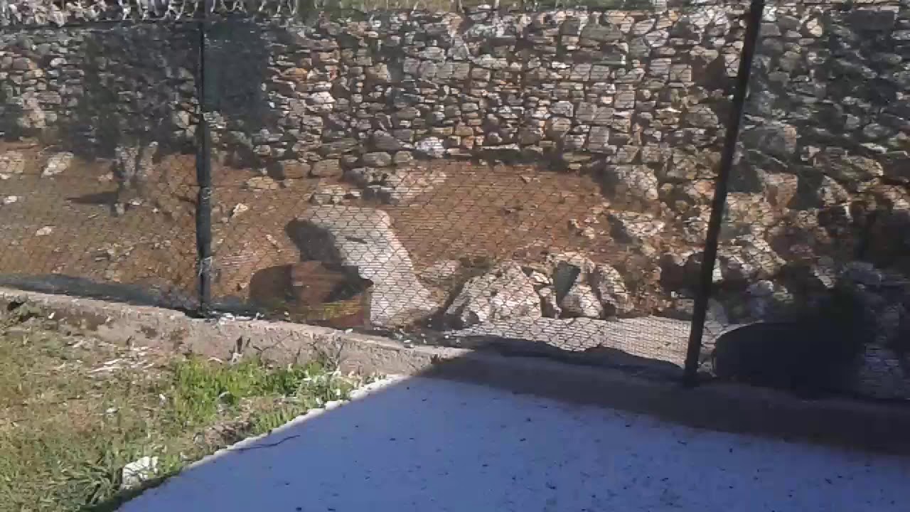 Περιστέρια βουτες καθάρισμα κουμασι - YouTube