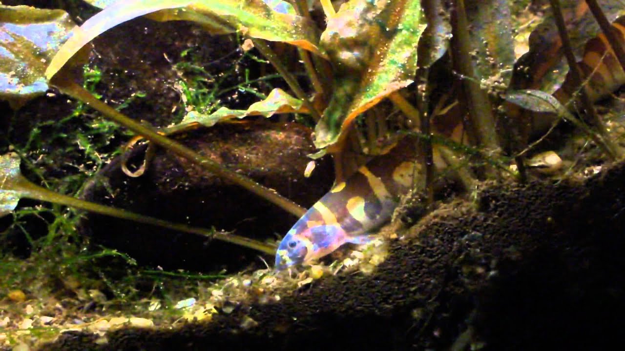 Pangio kuhlii fully grown 2011-10-07 .mp4 - YouTube