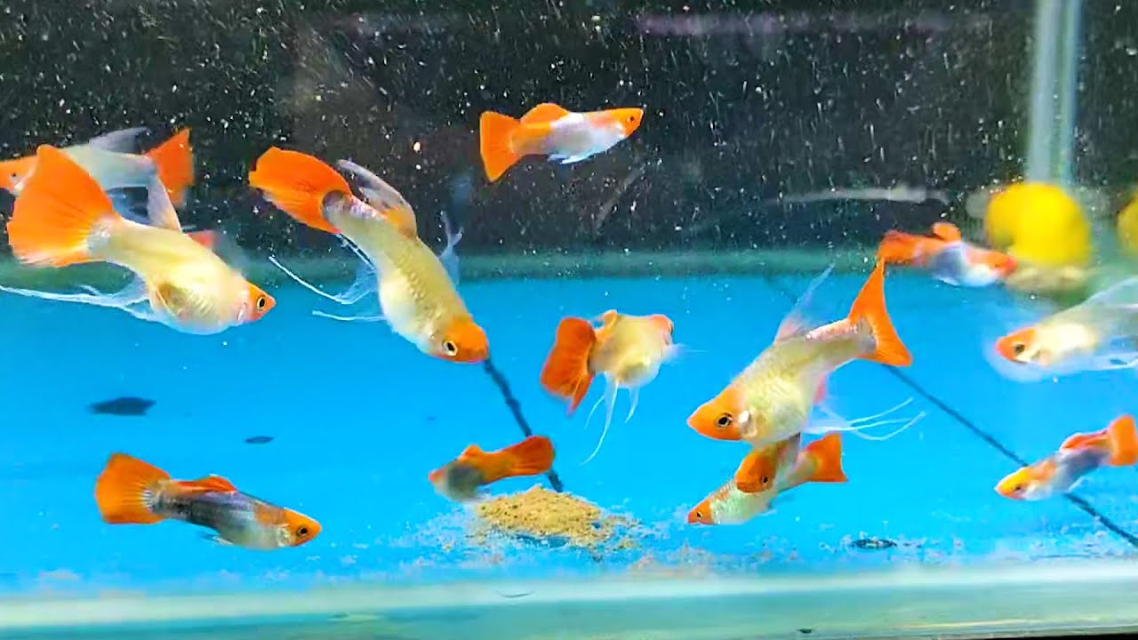 Koi Đen Short, Koi Red Ear, Full Gold đồng giá 7k/cặp | Cá bảy màu đẹp ...