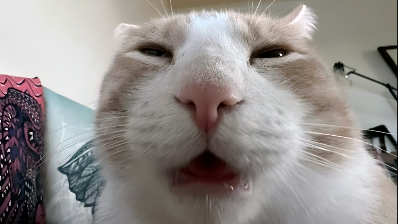 Goofy Cats in Action - YouTube