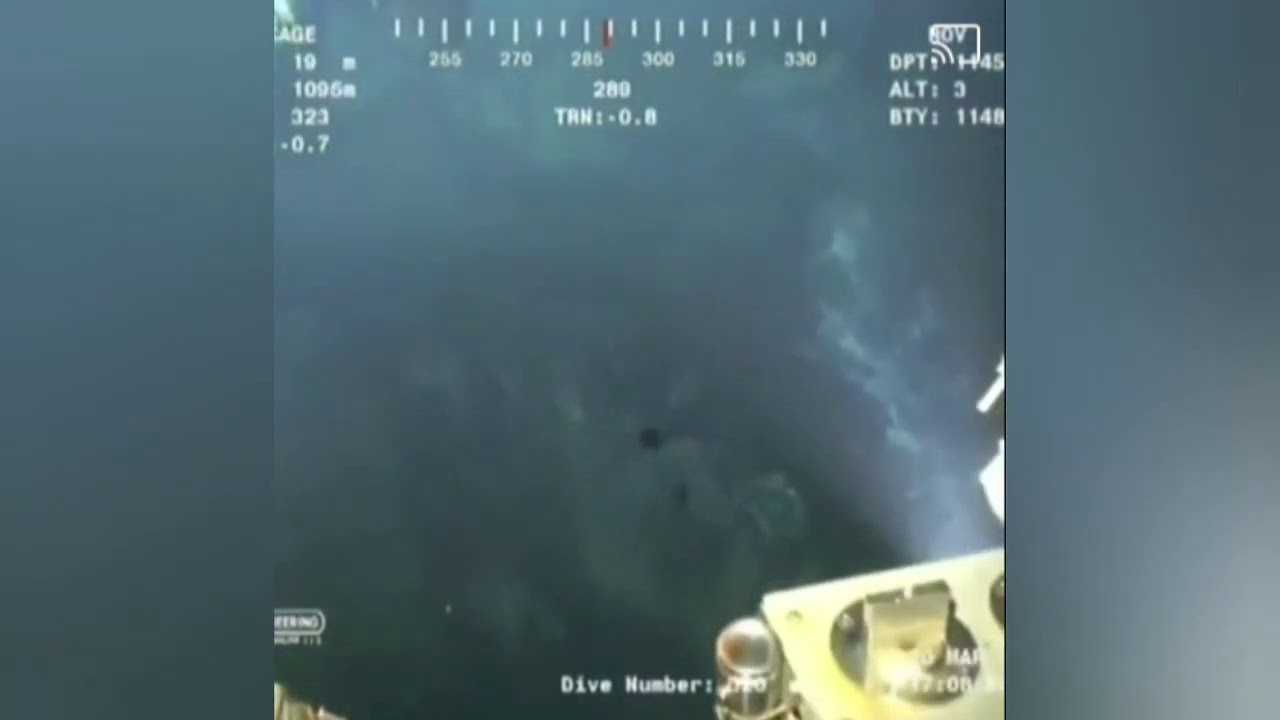 aliens of the sea ? - YouTube