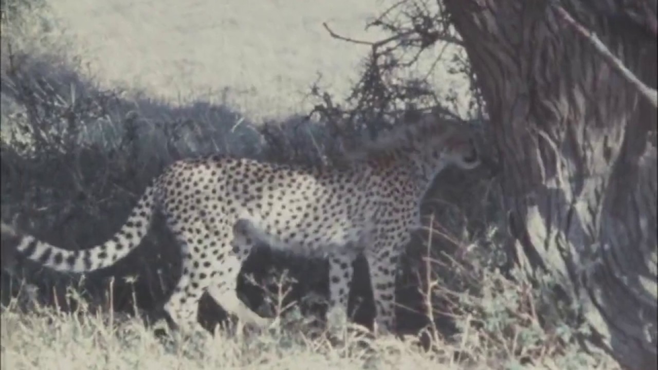 Kenya - Wounded Cheetah rescued by National park wardens, 20th December ...