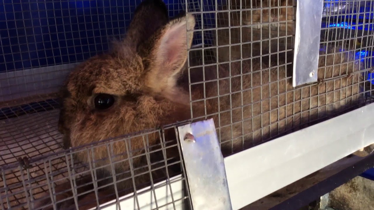 RABBITRY UPDATE ON SEPTEMBER 2018! - YouTube