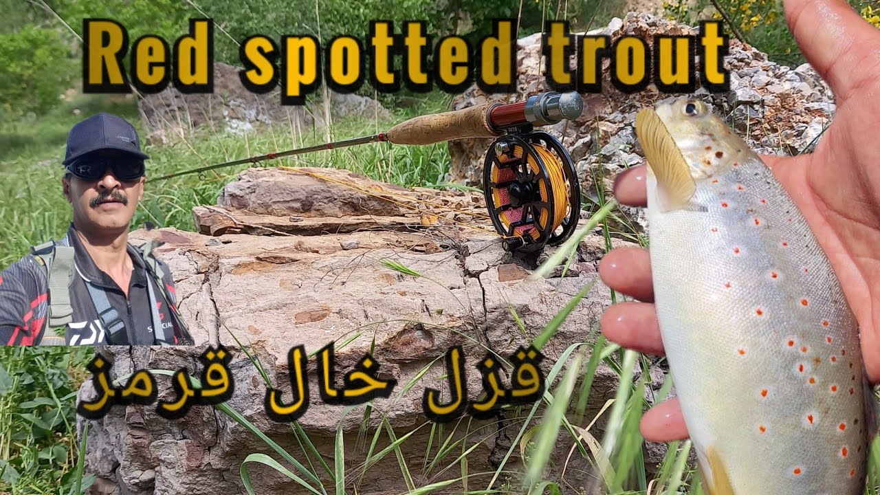 Saving the Red Trout: Native Fish of Haraz River Under Threat ...