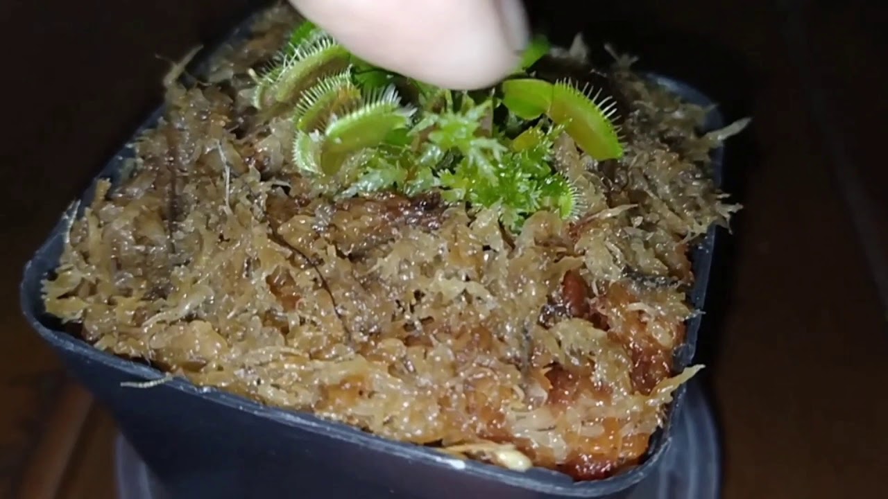 Unboxing Tanaman Karnivora Venus FlyTrap Dingley Giant - YouTube