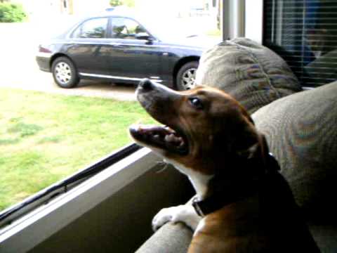 Staffy "attacking" intruder - YouTube