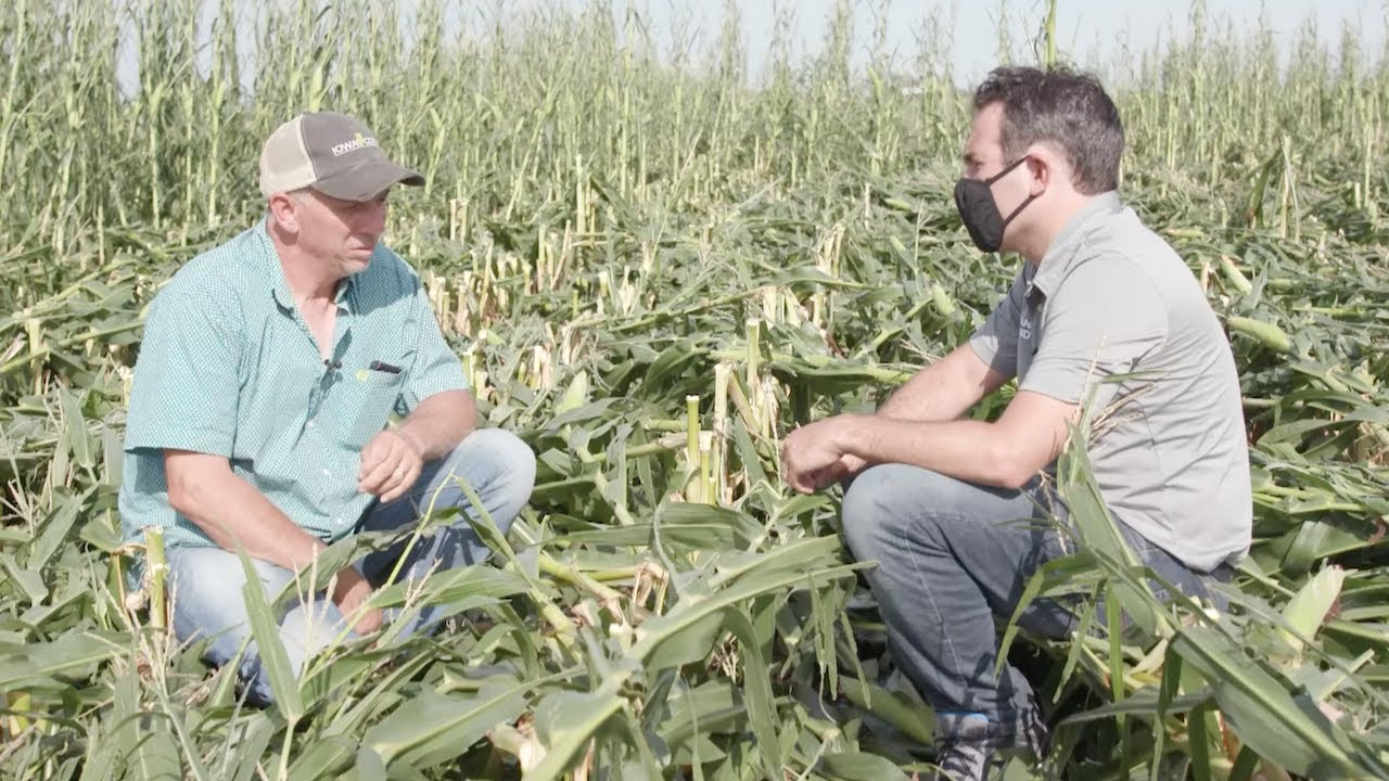How Iowa's Corn Crop Loss Affects Us All - YouTube