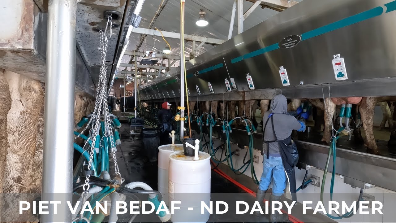 Milking Cows on a Dairy Farm (69) - YouTube