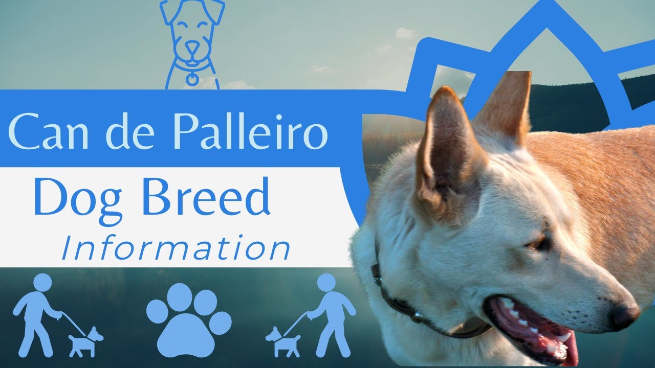 Can de Palleiro Dog Breed: History, Traits & Care Tips | Galician ...