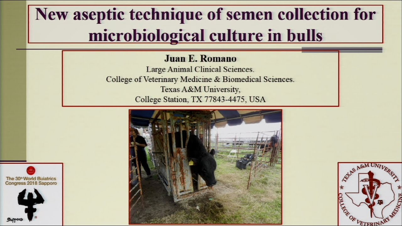 New aseptic technique of semen collection for microbiological culture ...