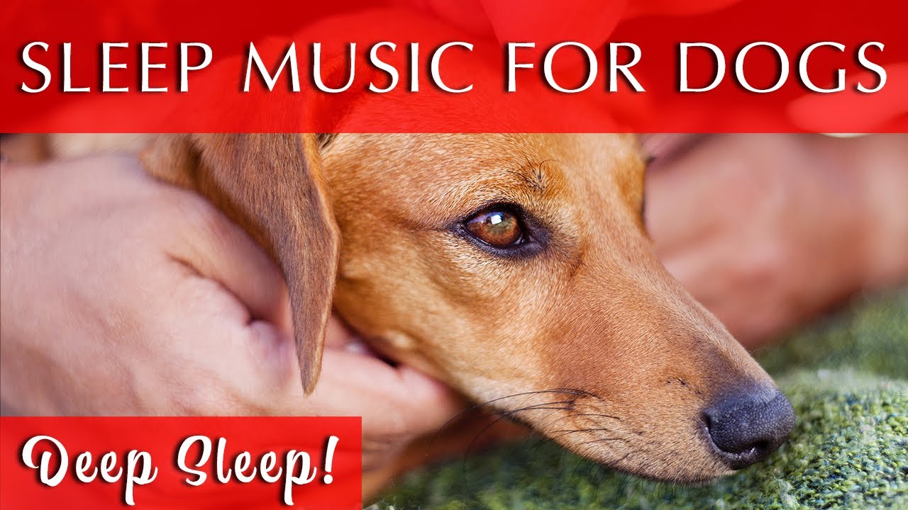 Do Dogs Go Into A Deep Sleep