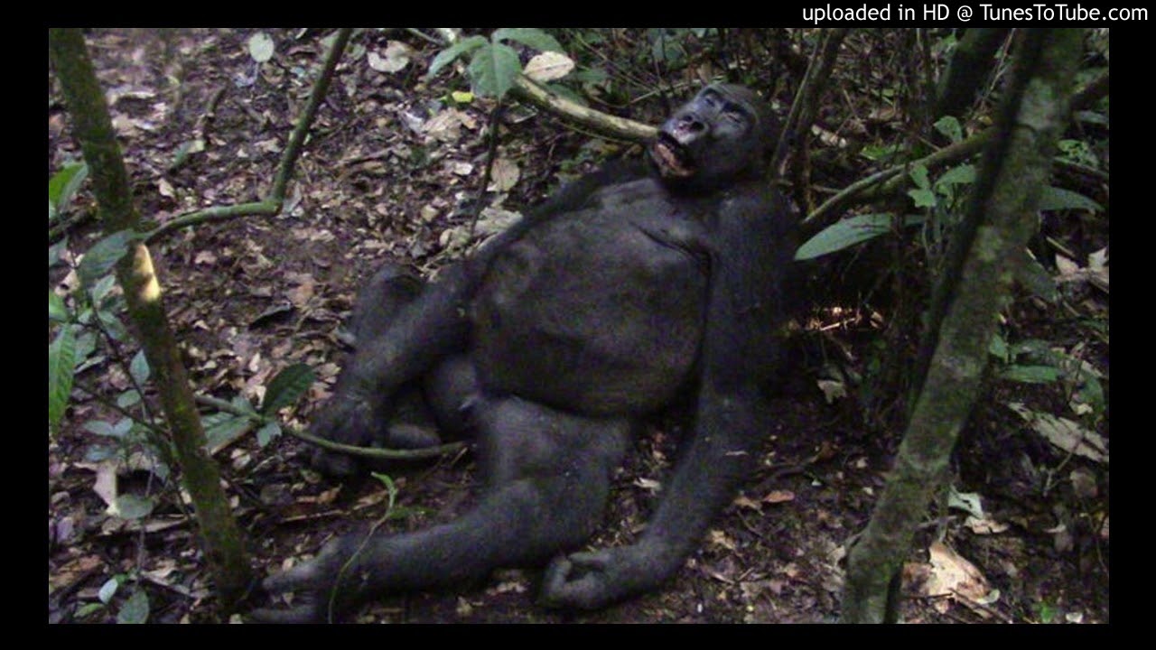 Foe Waap - Dead Apes - YouTube