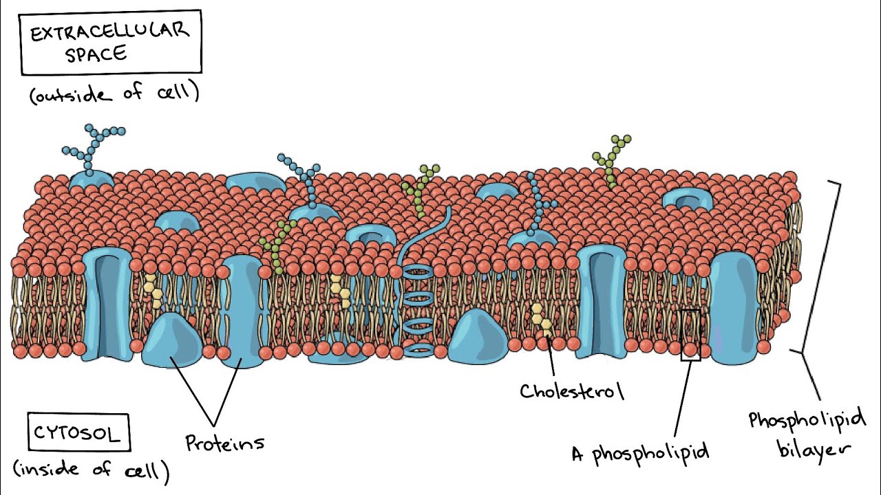 Class09 The Fundamental Unit Of Life Plasma Membrane YouTube class09-the-fundamental-unit-of-life-plasma-membrane-youtube