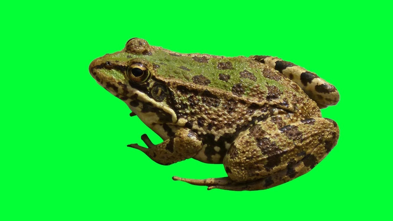 frog on green screen video - YouTube