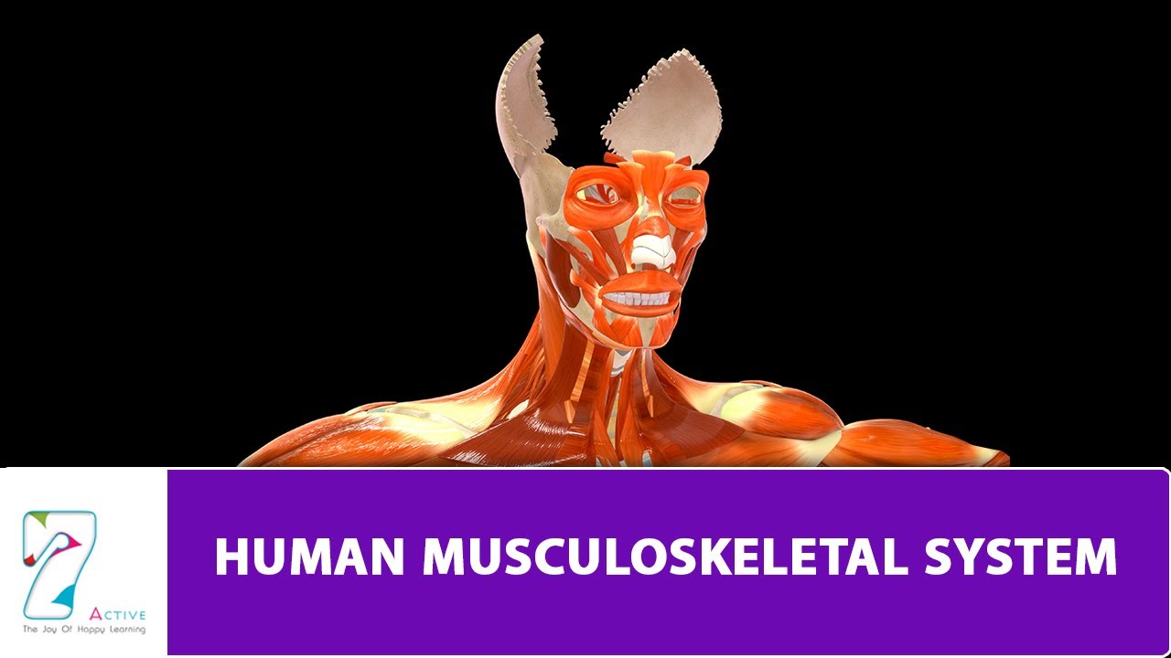 Human Musculoskeletal Formation - YouTube