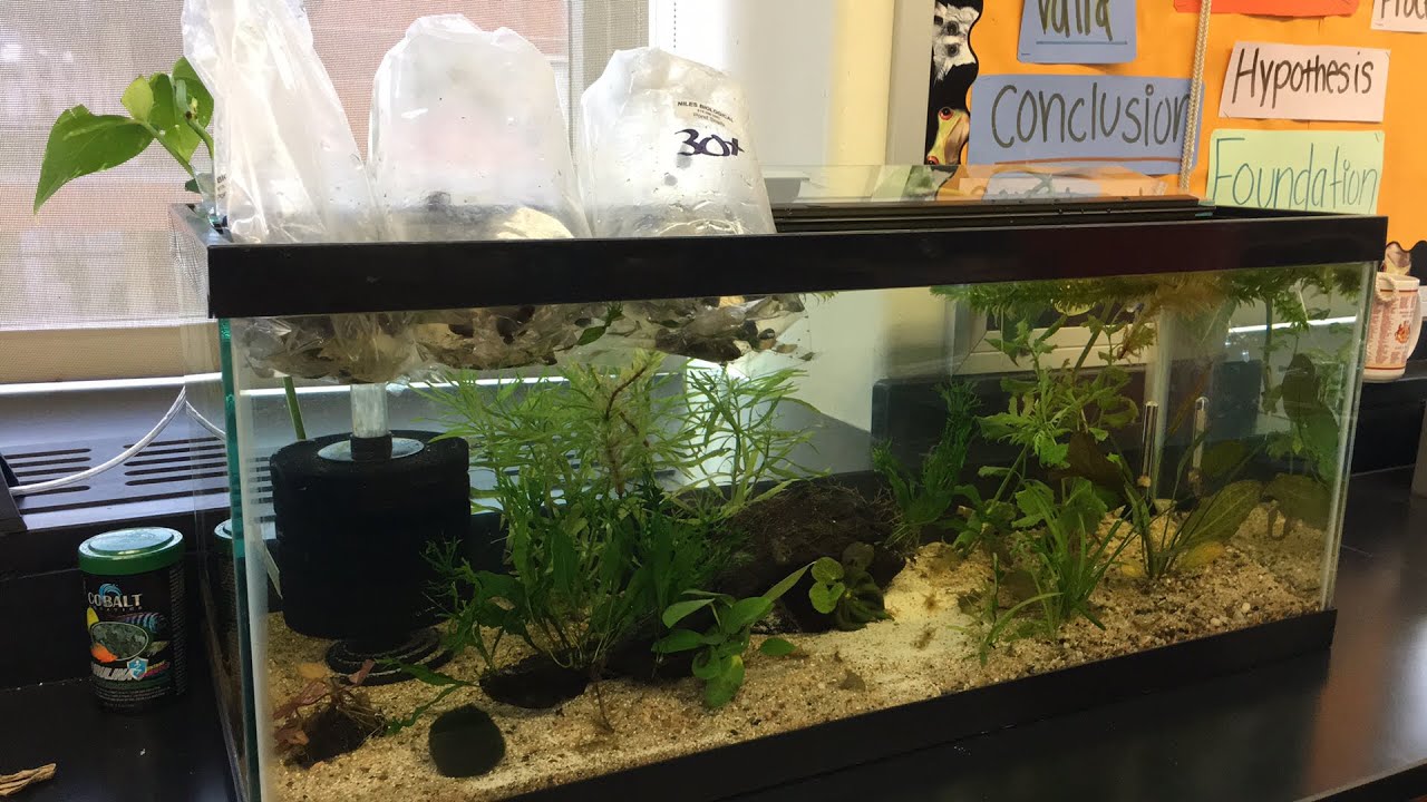 Adding Elodea and snails to classroom tank! - YouTube