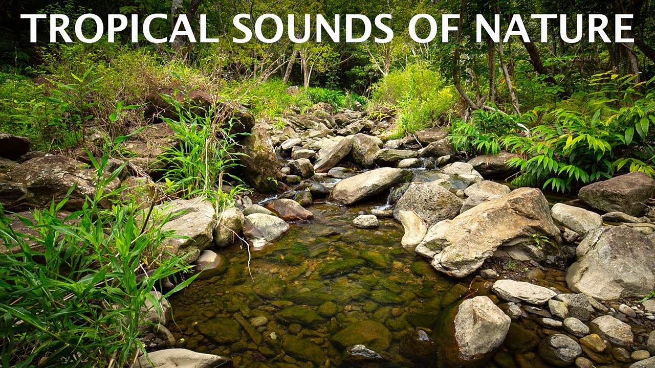 Tropical Sounds of Nature - YouTube