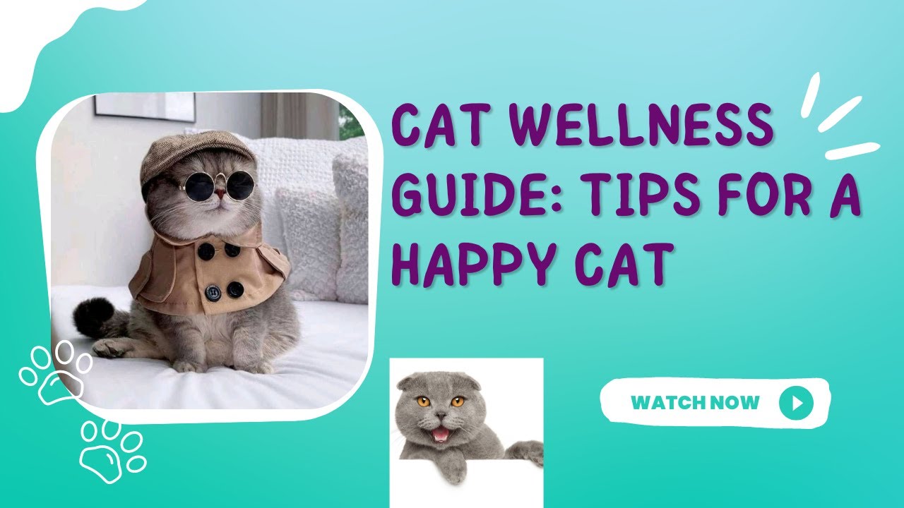 Cat Wellness Guide: Tips for a Happy Cat - YouTube