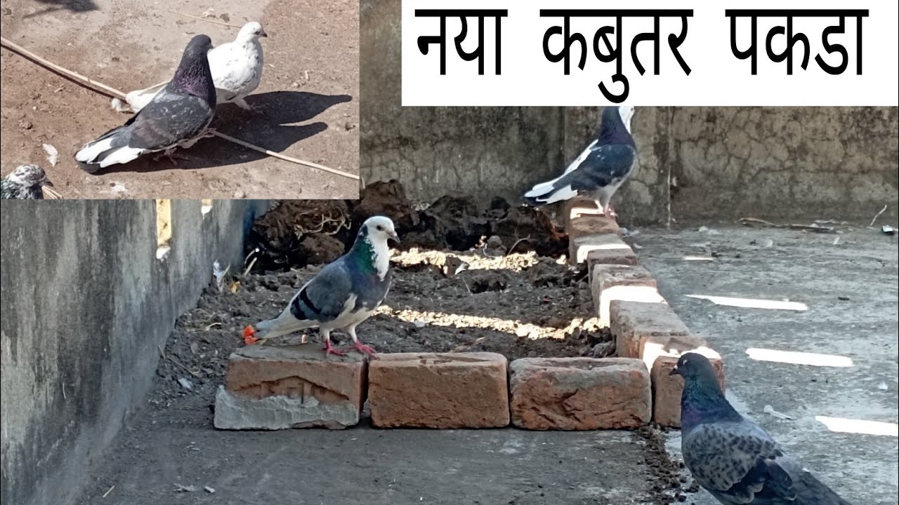Naya kabutar pakda, amazing pigeons tips, kabutar bazi, chat pe naya ...