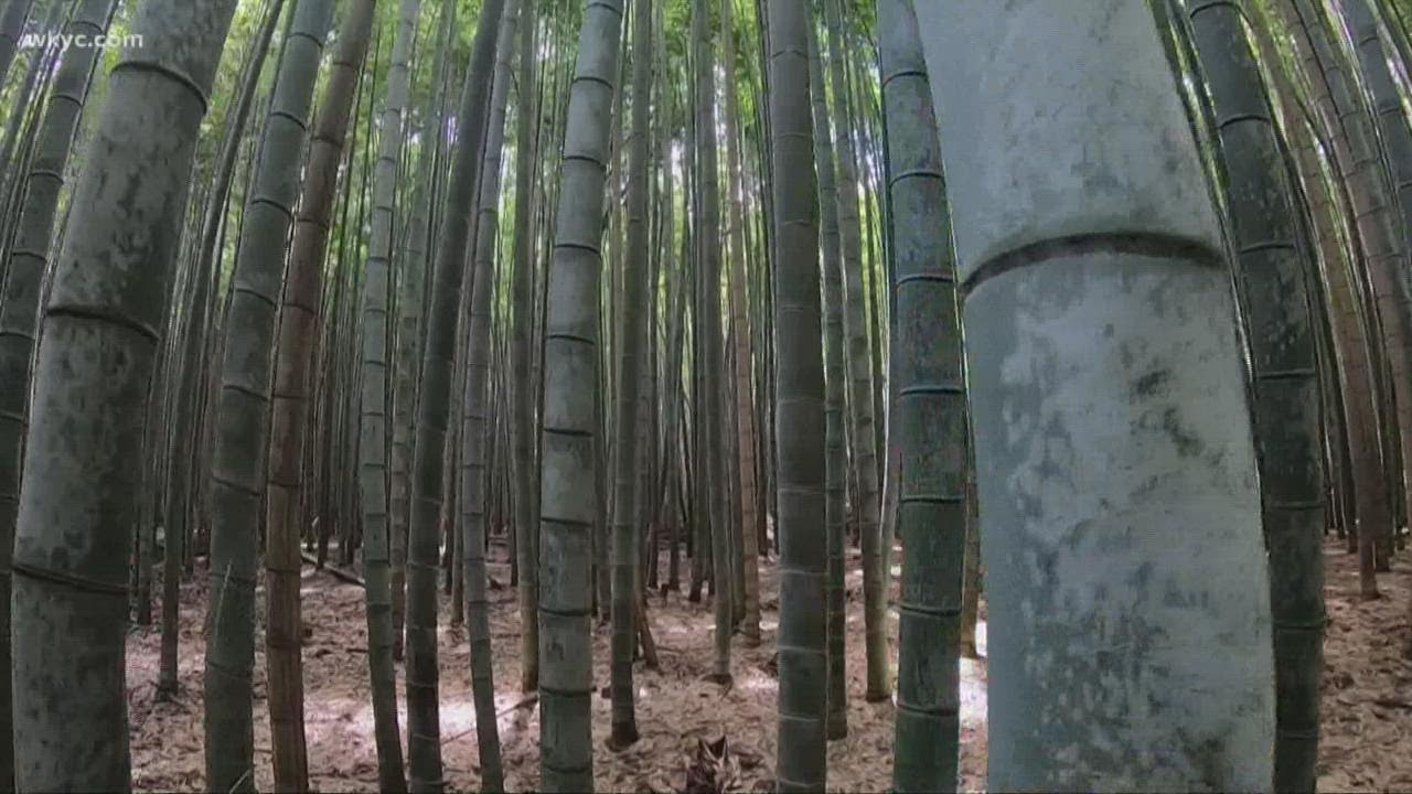 Bamboo Forest