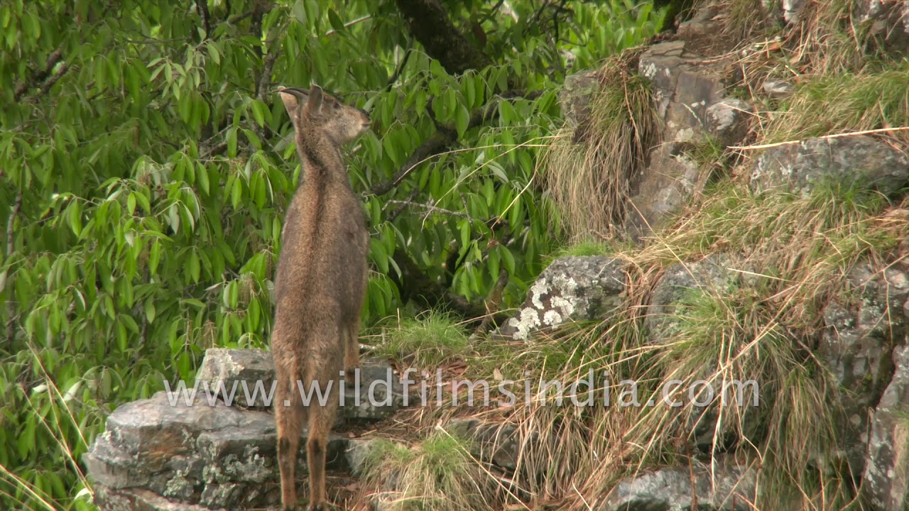 Himalayan Goral climbs lofty cliffs of western Himalayas - YouTube
