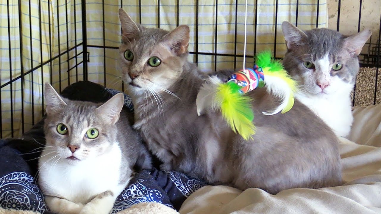 UPDATE: Cats Rescued from Hoarder! - YouTube