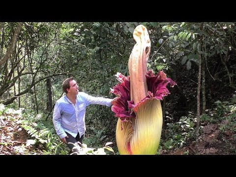 World's BIGGEST Flowers! (World's Most Spectacular Plants episode 2 of 14)