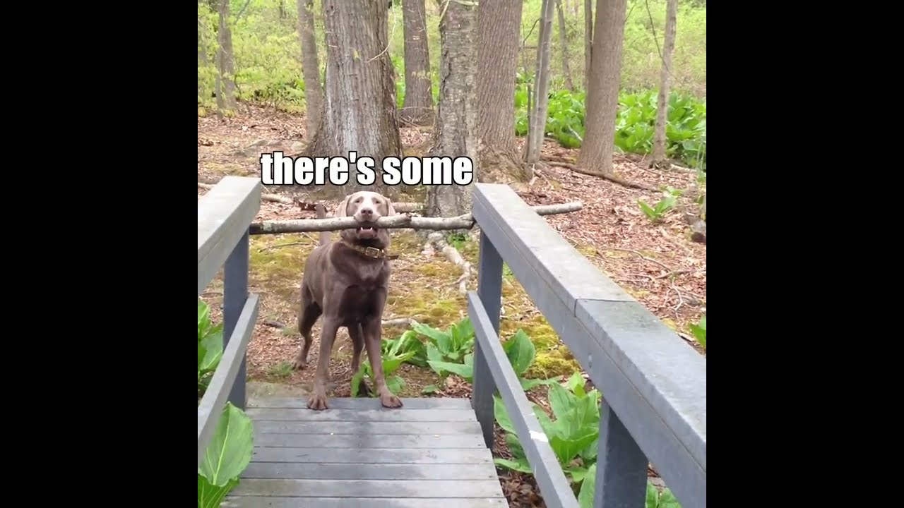 Dog vs Stick - Ep. 2 - YouTube