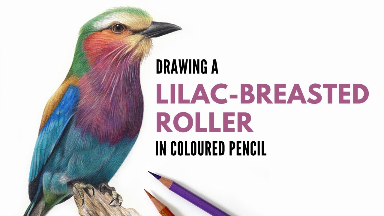 Drawing a Lilac Breasted Roller in Coloured Pencil | Timelapse ...