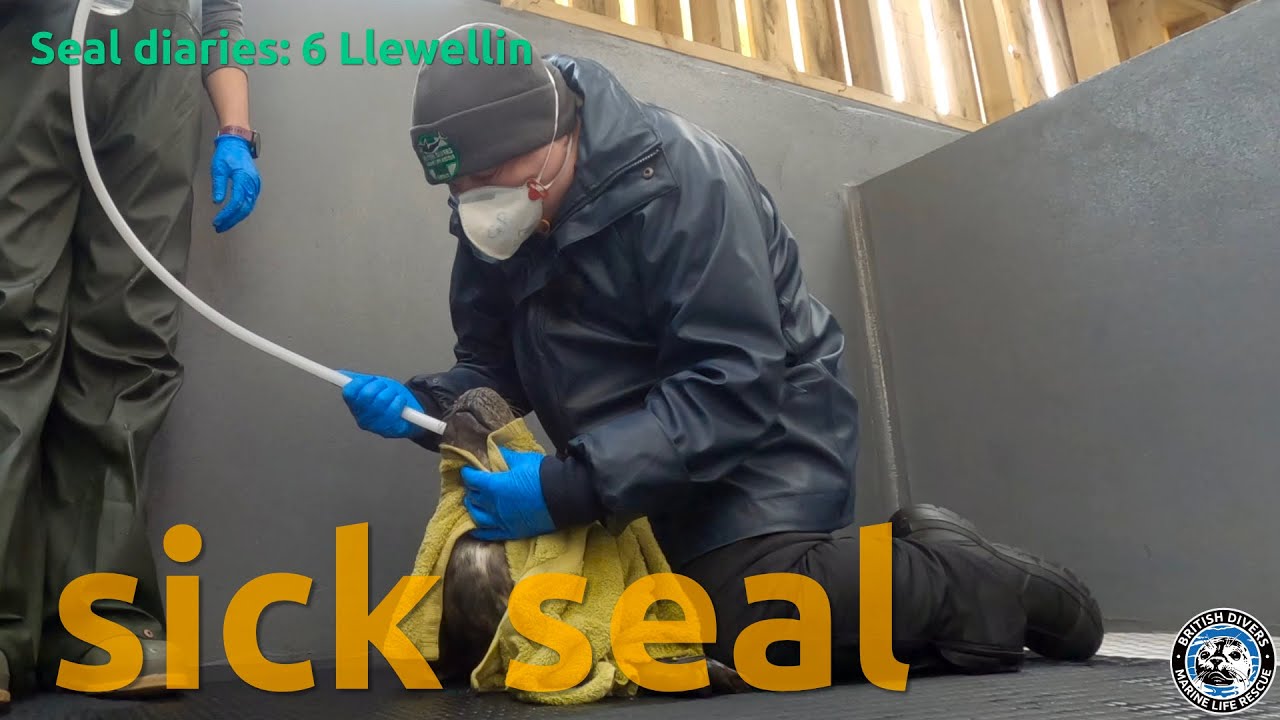 A very sick seal - YouTube