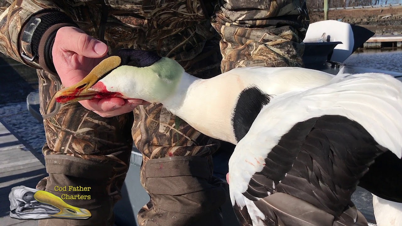 Eider Duck Hunting Cod Father Charters Capt. Randy Drago - YouTube