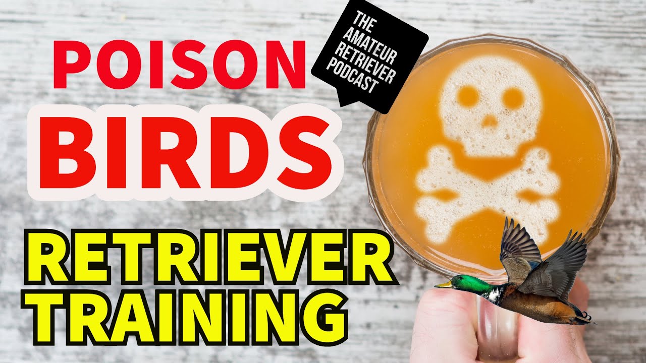 Poison Birds Exposed: Inside the 2024 Treasure State SRS - YouTube