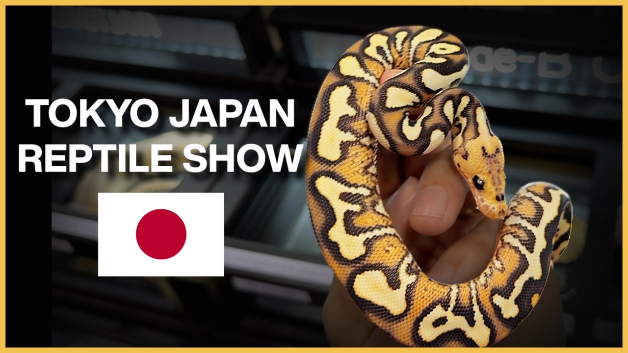 We Went to the AMAZING Tokyo Japan Reptile Show! - YouTube