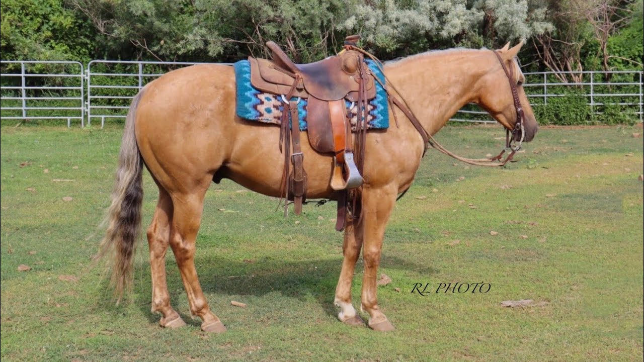 Stop The Dream Offered By Running P Performance Horses - YouTube