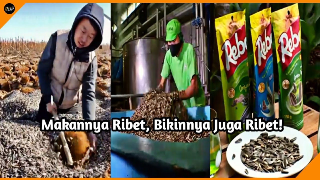 Seribet Makannya! Rahasia Proses Pembuatan Biji Kuaci: Dari Ladang ...