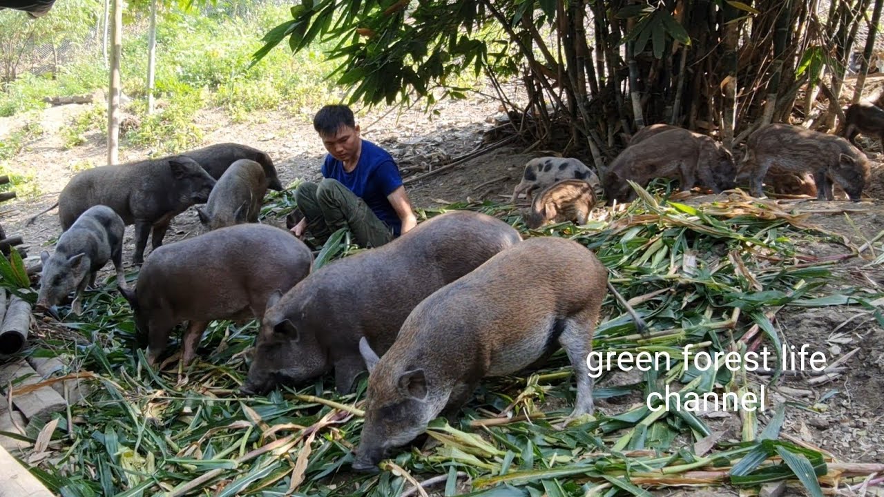 Robert's farm is always busy. Green forest life (ep236) - YouTube