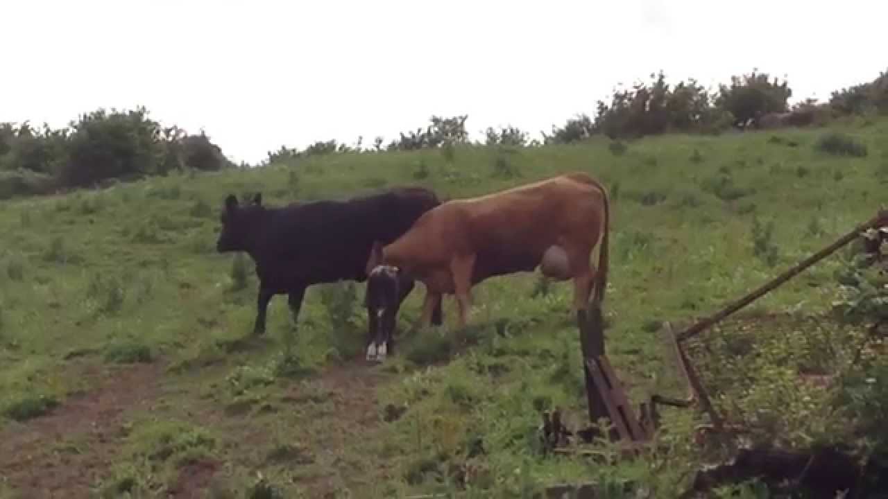 Two cows fighting - YouTube