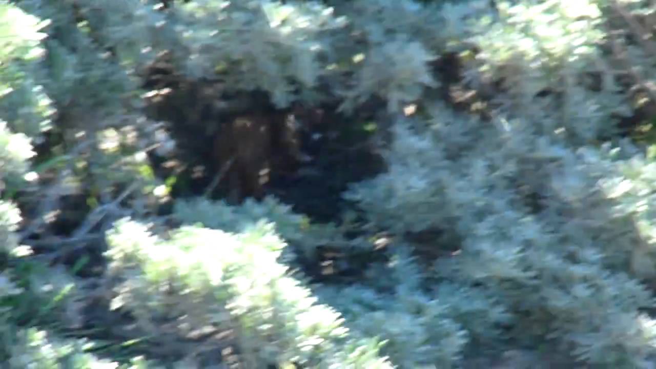 Long-tailed Weasel, Pt Reyes - YouTube