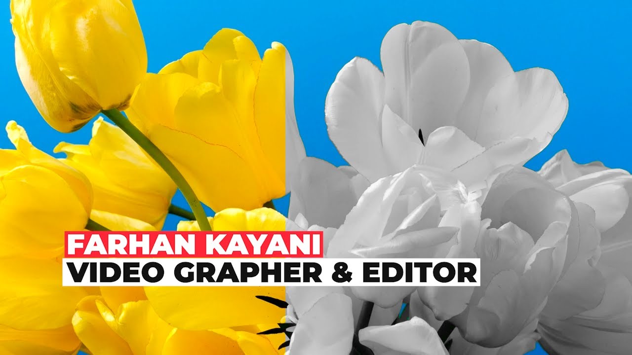 Yellow Tulips Color Isolation Effect | Leave Color Effect in Adobe ...