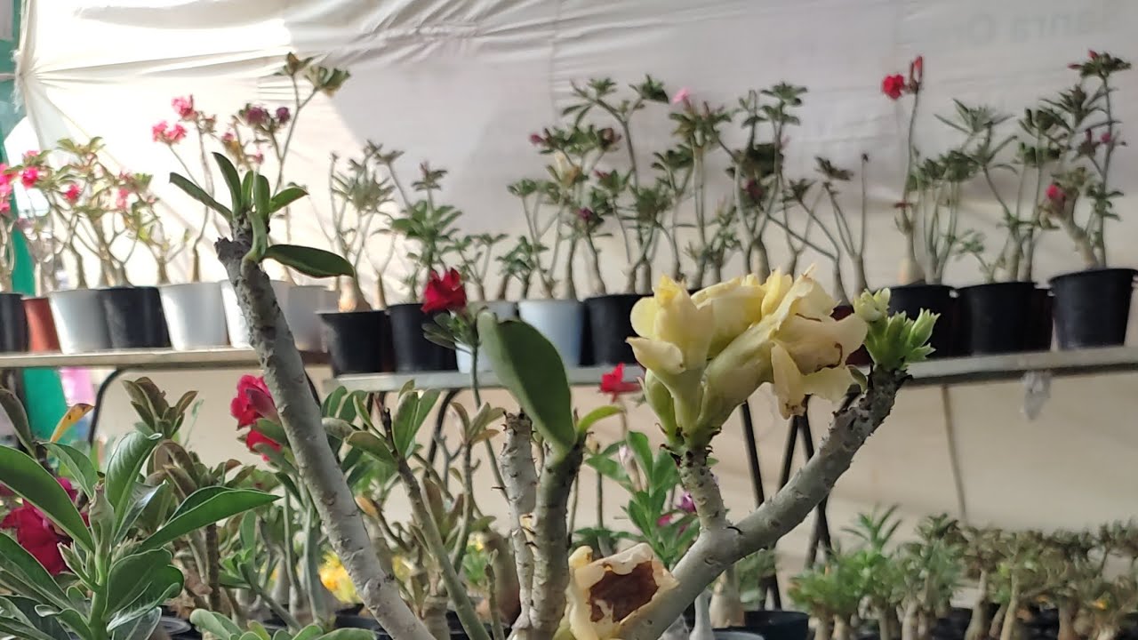 Hyderabad Adeniums nursery in Grand Nursery Mela 2024 - YouTube