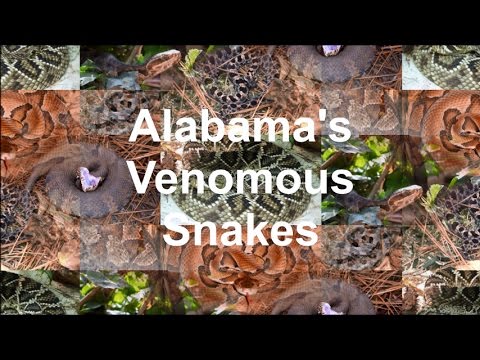 Alabama's Venomous Snakes - YouTube